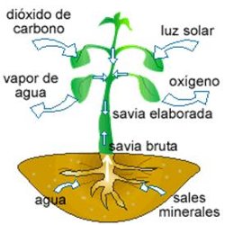 Porque Es Importante La Capilaridad En Las Plantas - isscholmanual