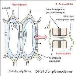 Plasmodesmes